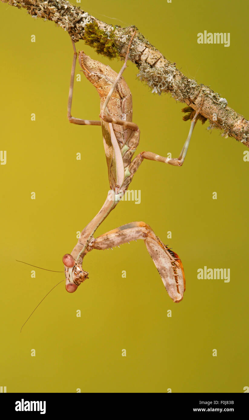 Sibylla pretiosa hi-res stock photography and images - Alamy