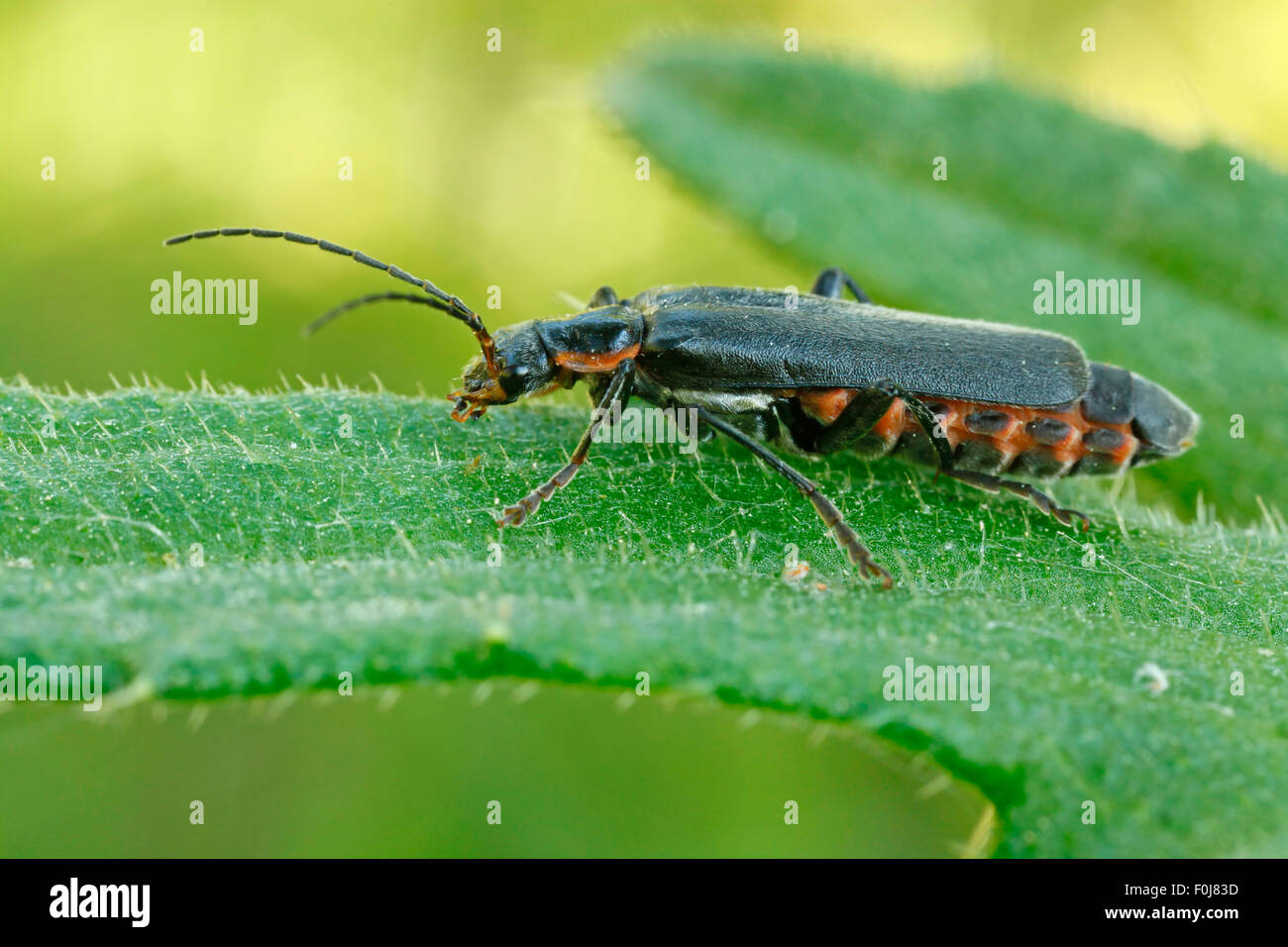 Rustic sailor beetle (Cantharis rustica), Hesse, Germany Stock Photo ...