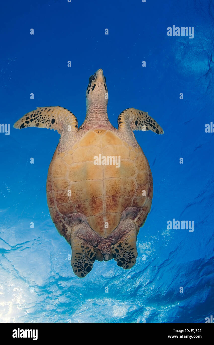 Sea Turtle Bottom View