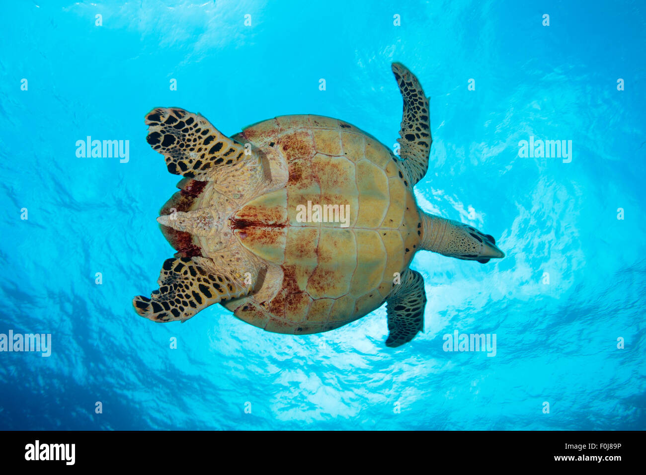Sea Turtle Bottom View