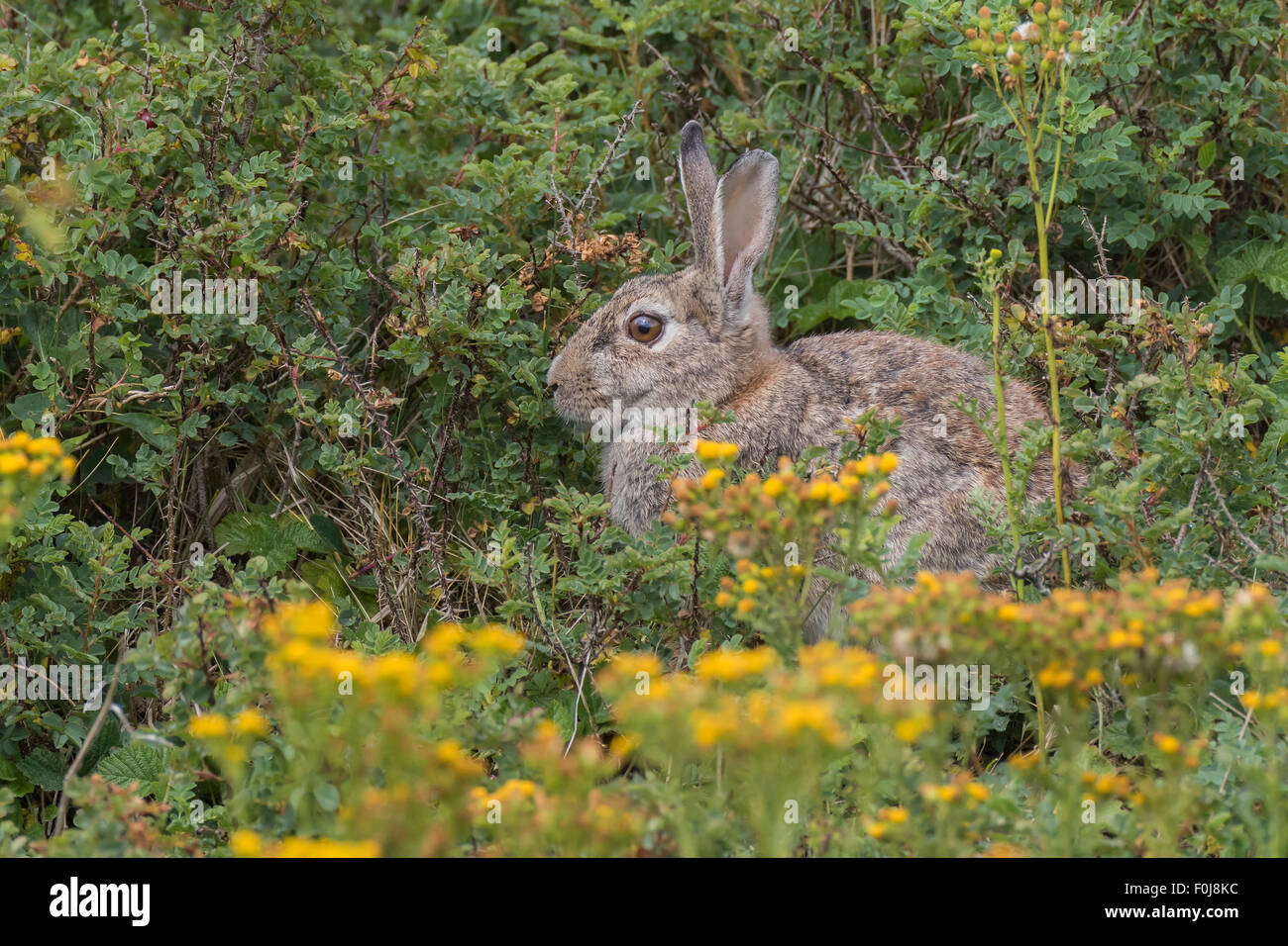 Wild common rabbit (Oryctolagus cuniculus), Texel, West Frisian Islands ...
