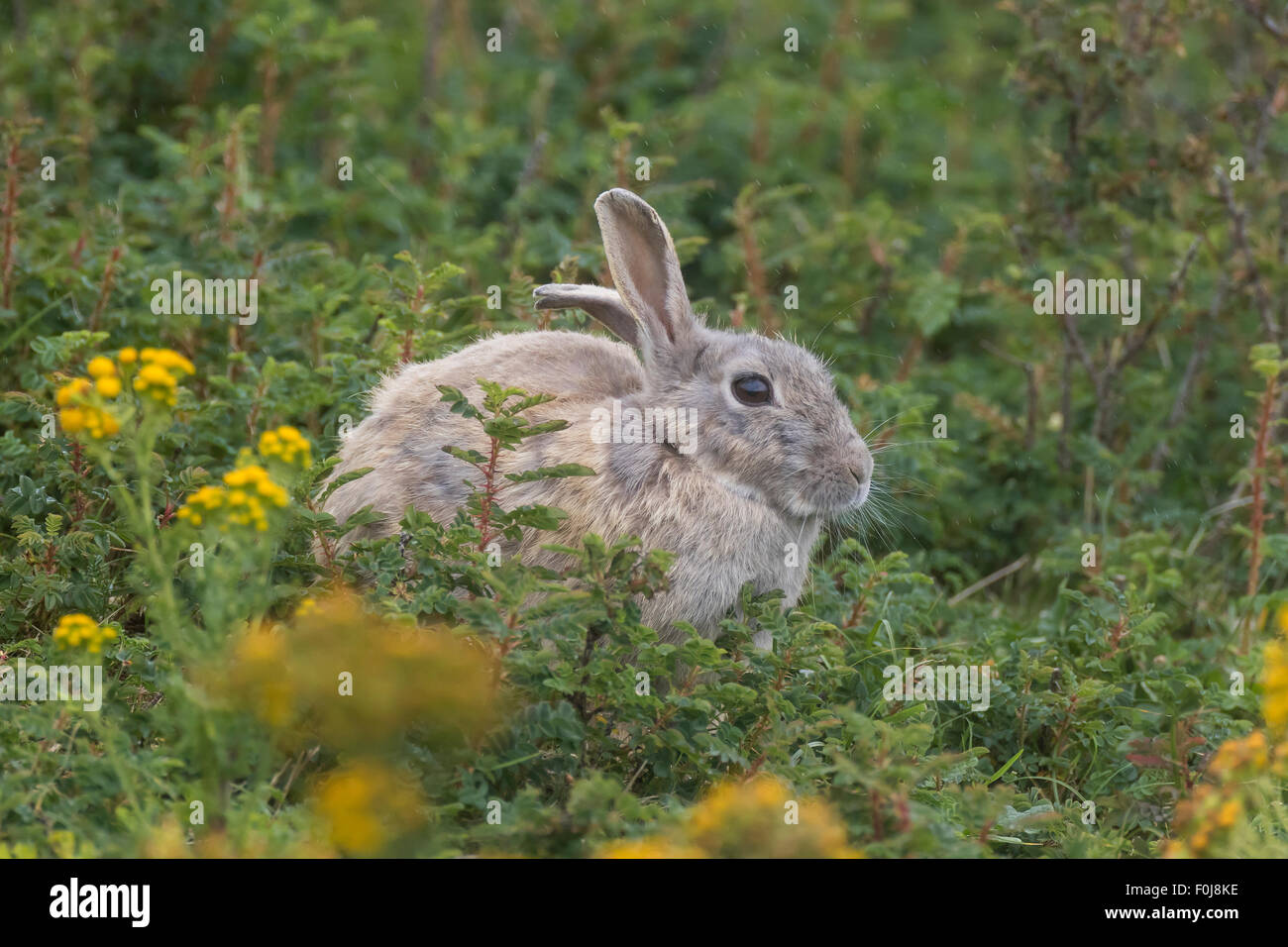 Wild common rabbit (Oryctolagus cuniculus), Texel, West Frisian Islands ...