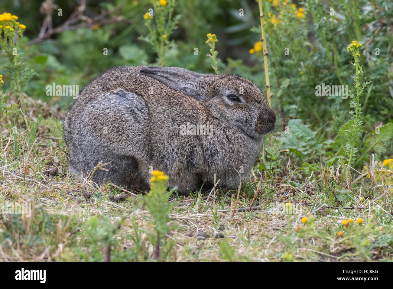 Common rabbit oryctolagus cuniculus hi-res stock photography and images ...