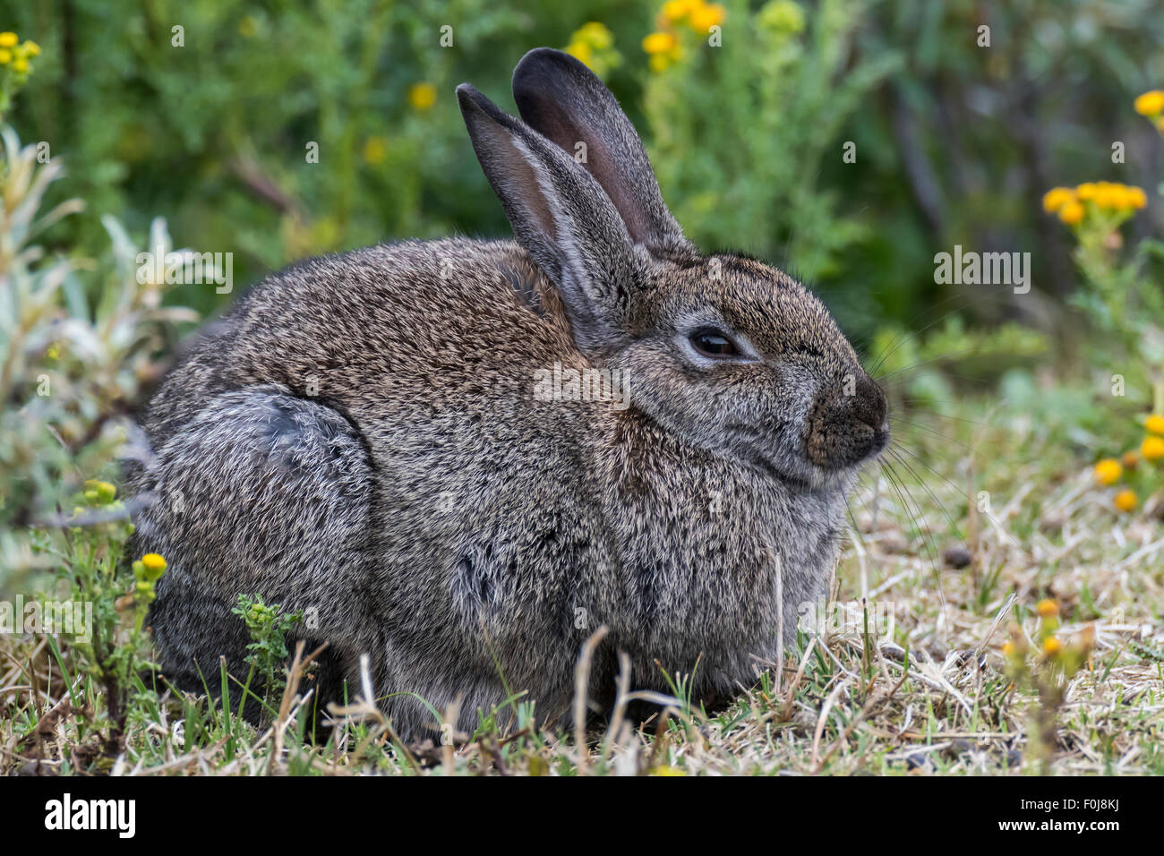 Wild common rabbit (Oryctolagus cuniculus), Texel, West Frisian Islands ...