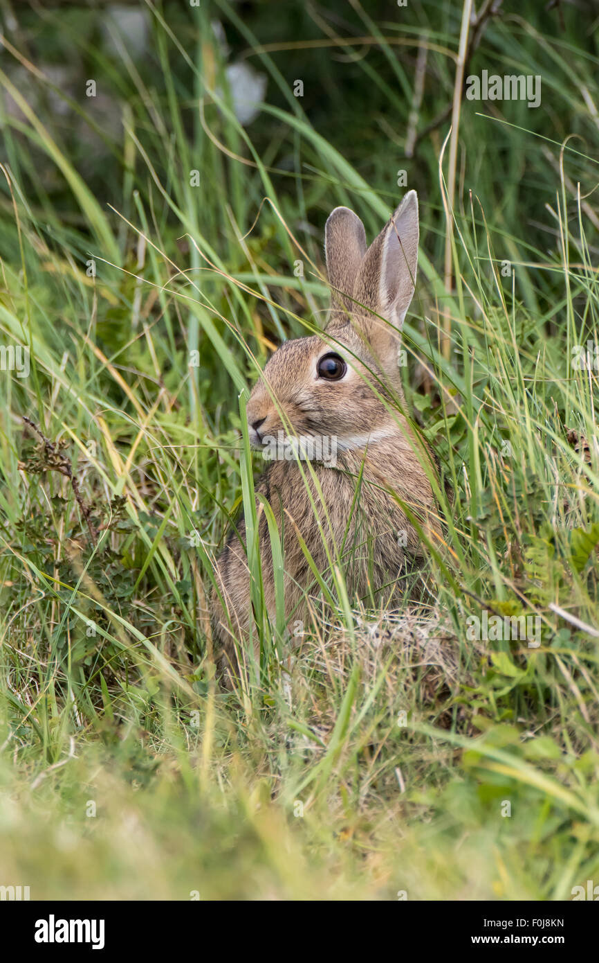 Tall bunny rabbit hi-res stock photography and images - Alamy