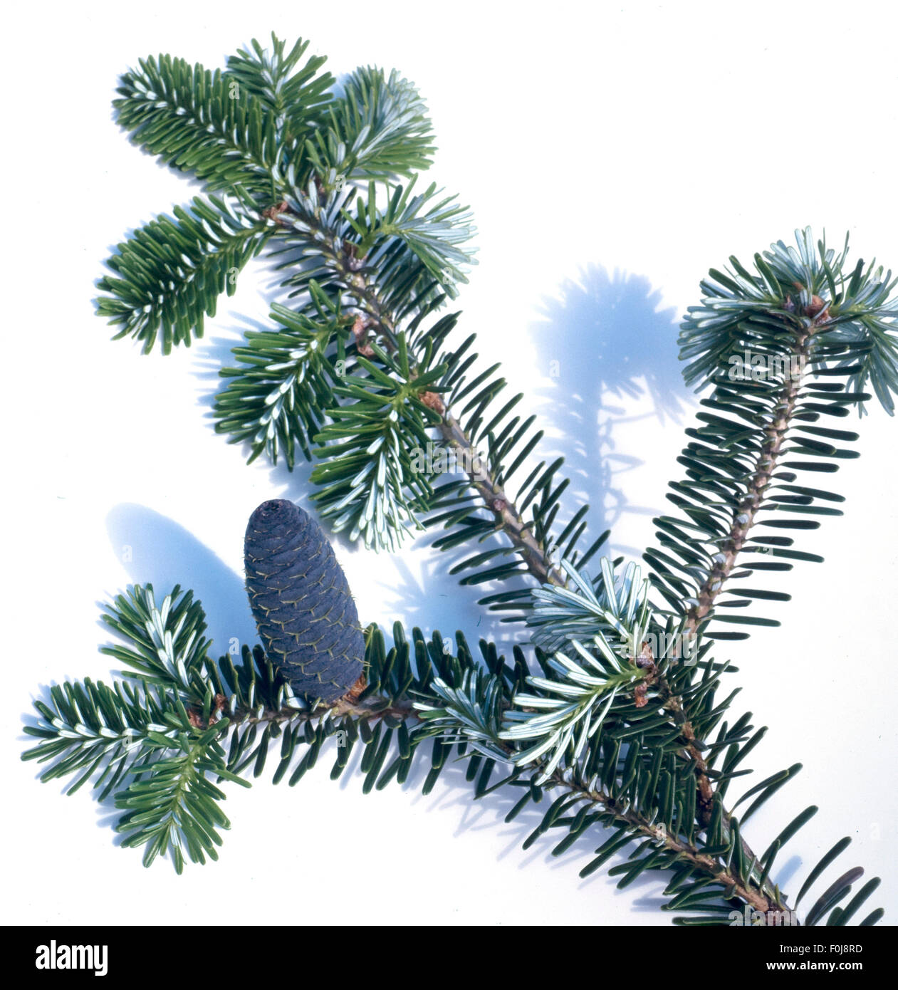 Tanne freisteller hi-res stock photography and images - Alamy