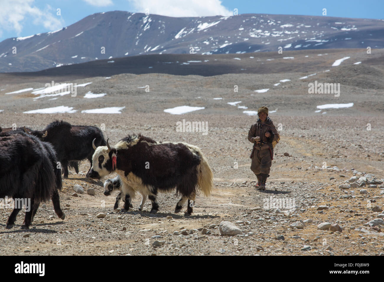 Unidentified Tibetan Yak man following his group of yaks in the ...