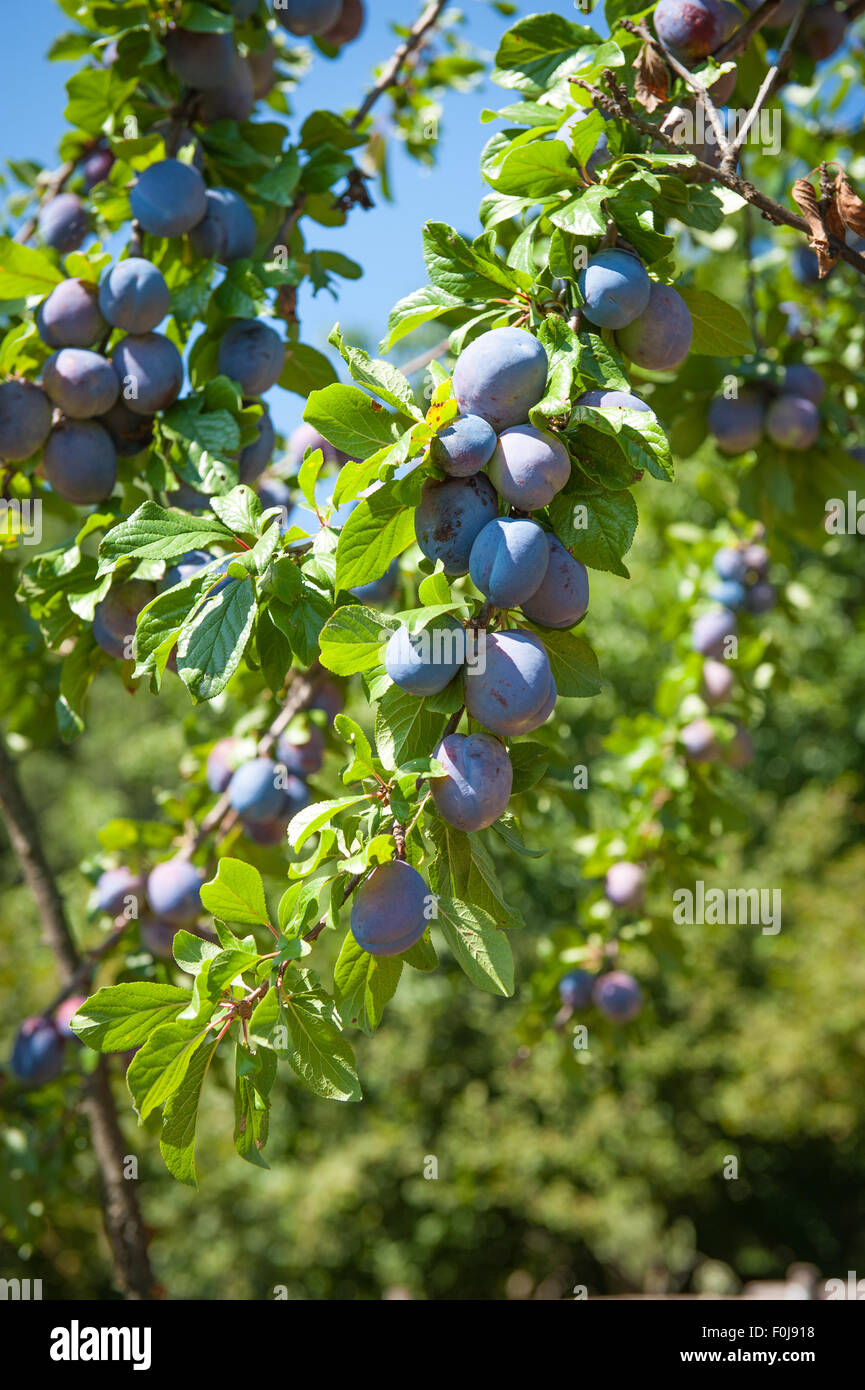 Multitude of purple plums on tree branch with green out of focus ...