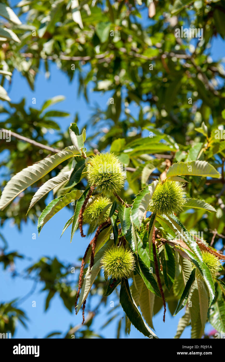 Chestnut branch with closed burr, green tree and blue sky in out of ...