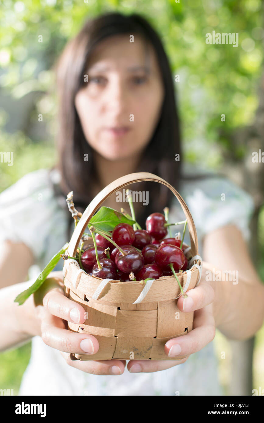 Woman picking cherries with basket in the garden Stock Photo - Alamy