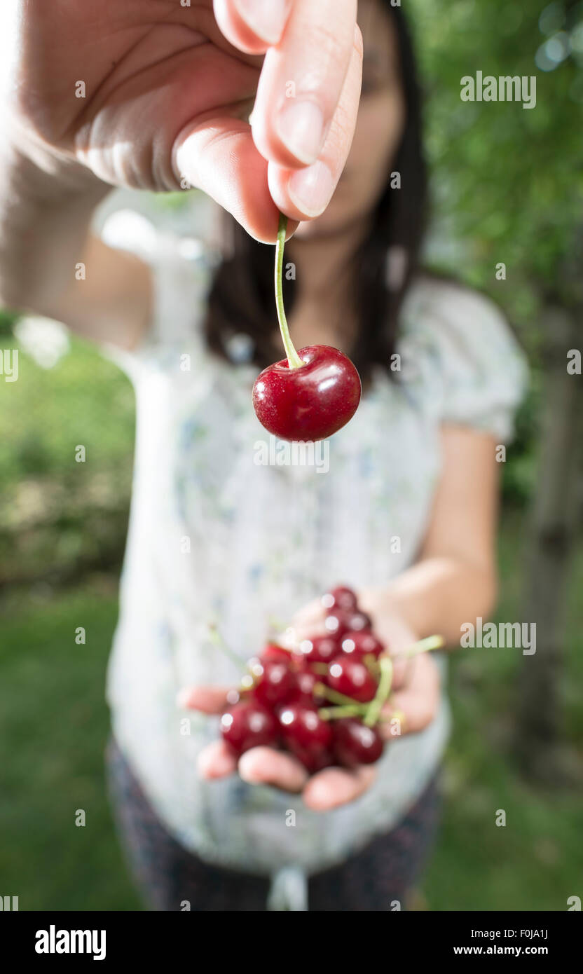 Woman picking cherries with basket in the garden Stock Photo - Alamy