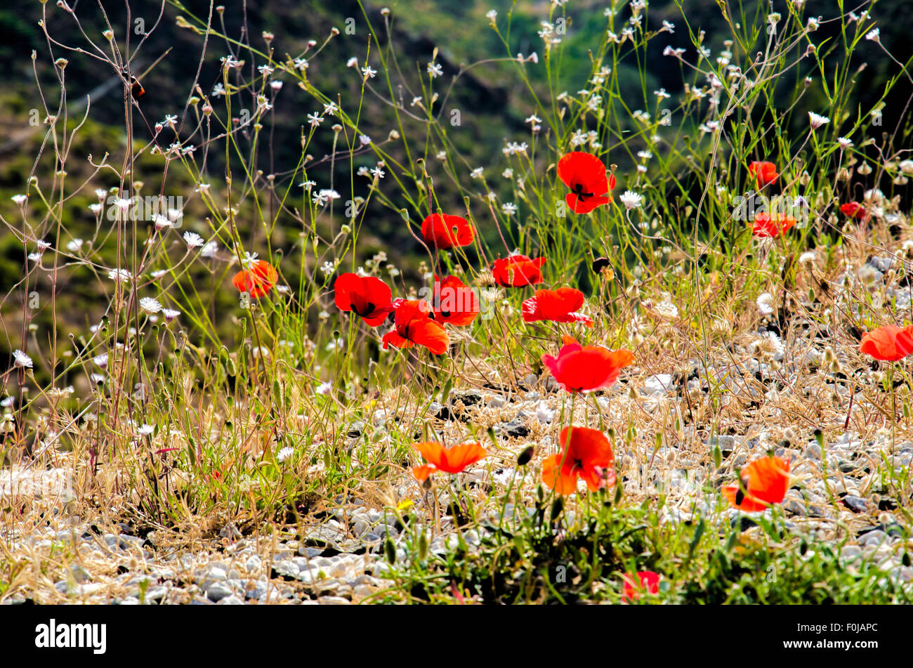 Colorful Flower Field Stock Photo - Alamy