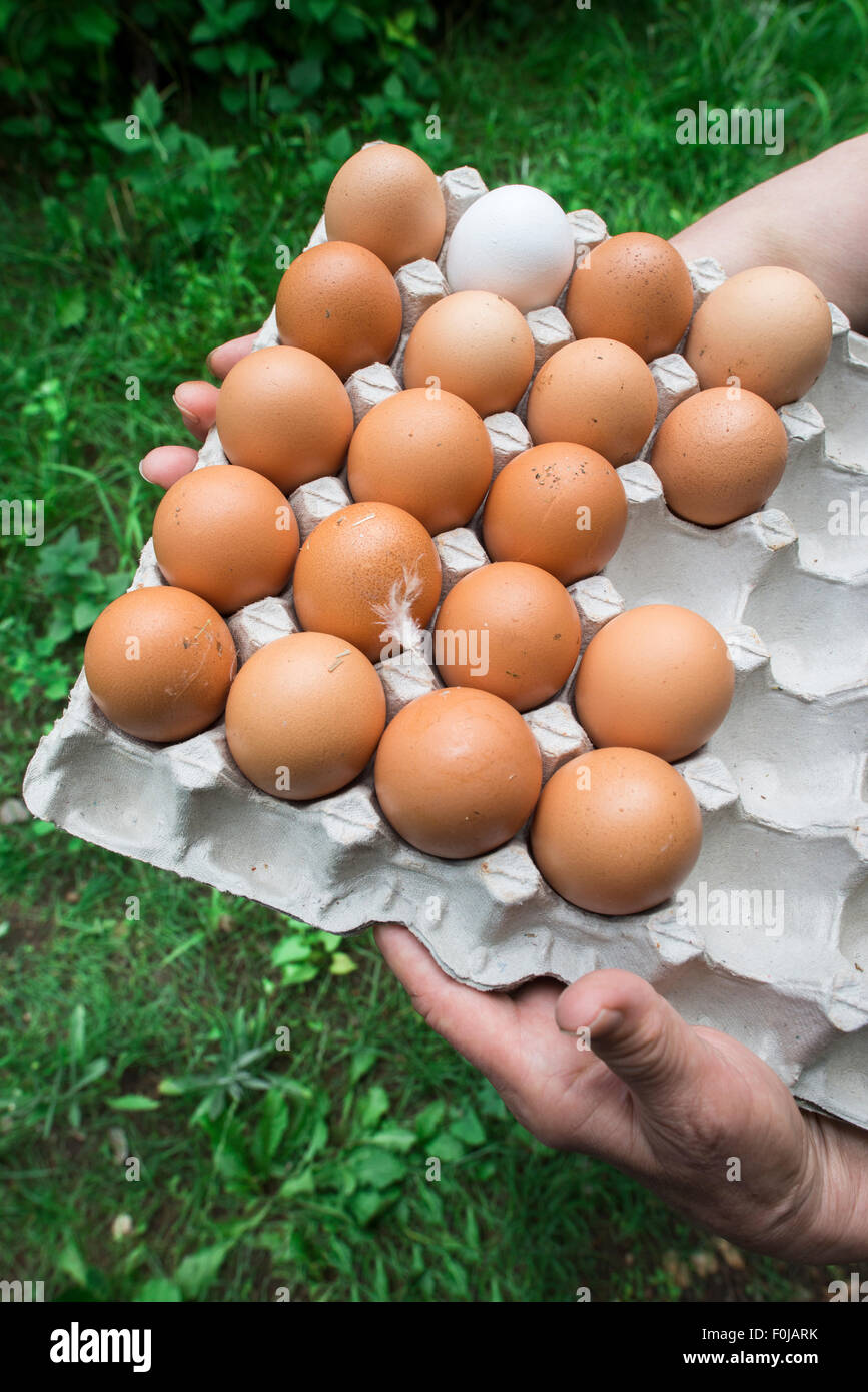 Egg shell paper hi-res stock photography and images - Alamy