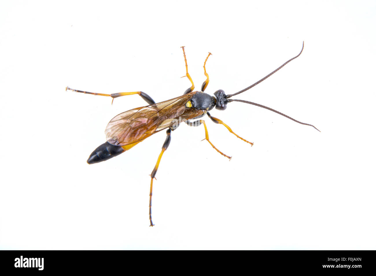 Black insect isolated on the white background Stock Photo - Alamy