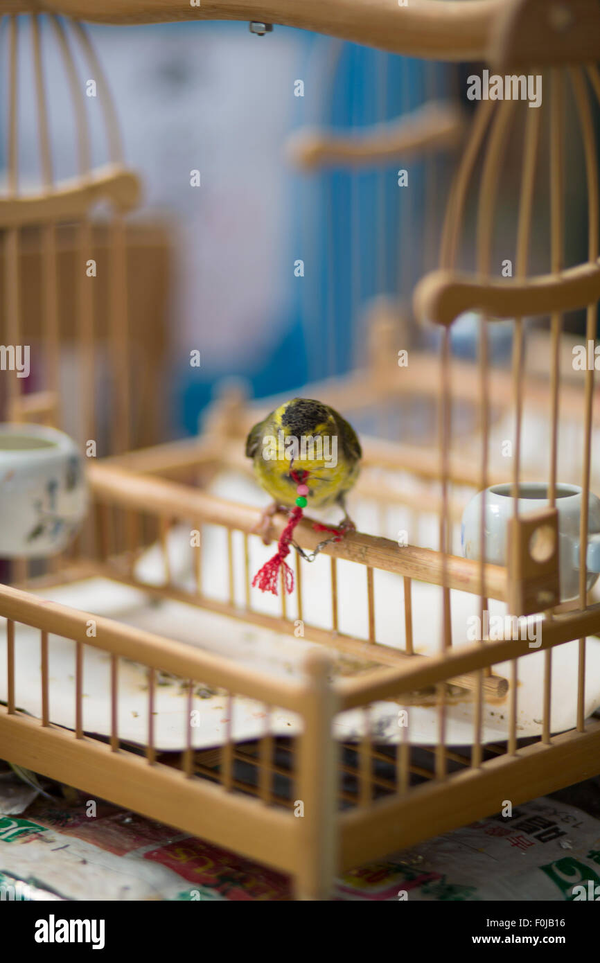 Blue bird cage hi-res stock photography and images - Alamy