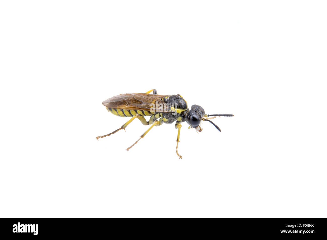 Black insect isolated on the white background Stock Photo - Alamy