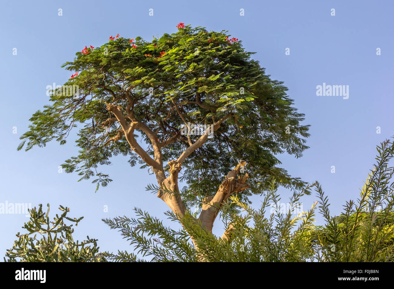a horizontal view of an Egyptian tree with red flowers Stock Photo - Alamy