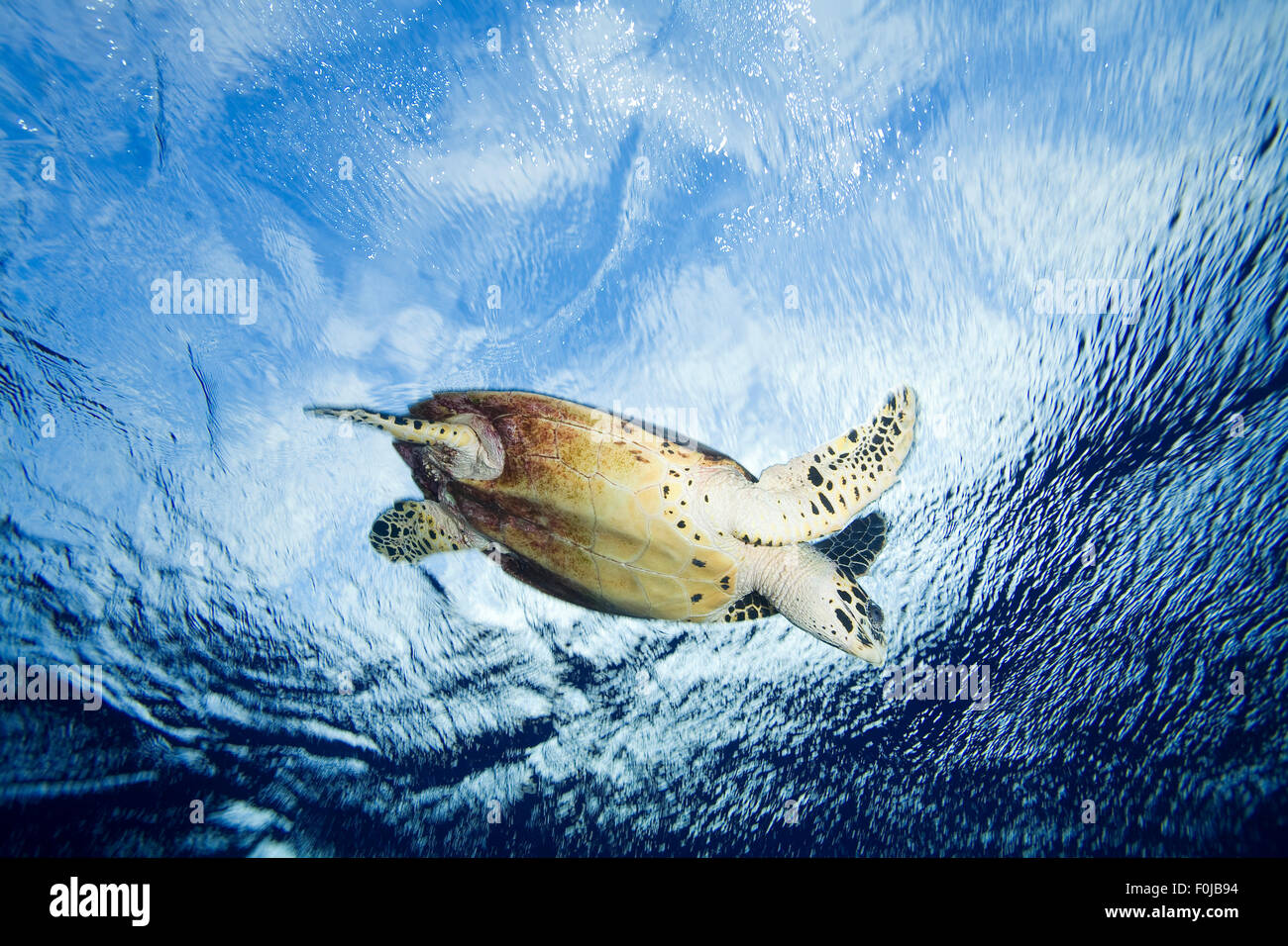 HAWKBILL SEA TURTLE SWIMMING FAST CLOSE TO SURFACE Stock Photo - Alamy