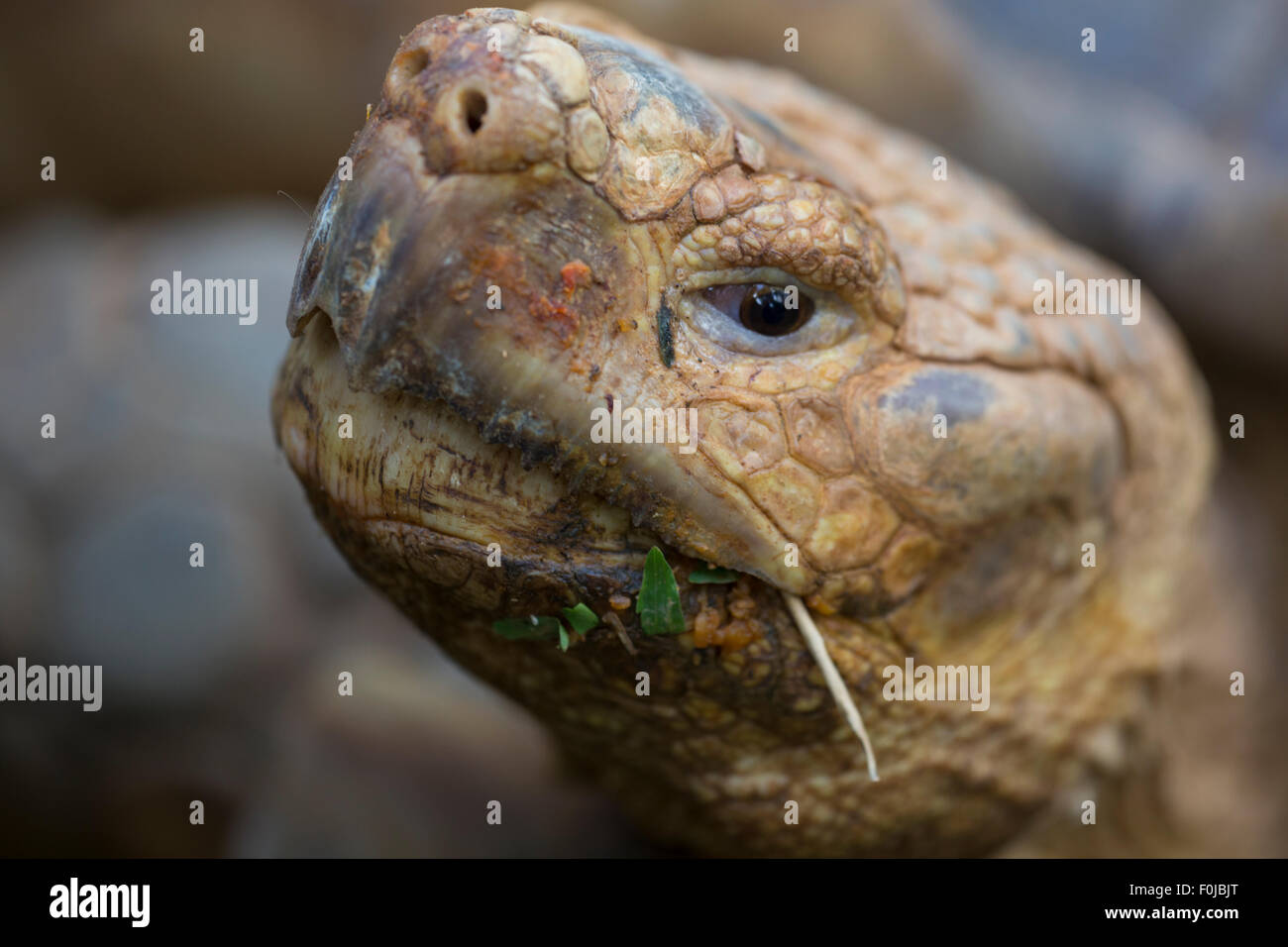 Close-up of cute tortoise eating grass and looking at the camera, Costa ...