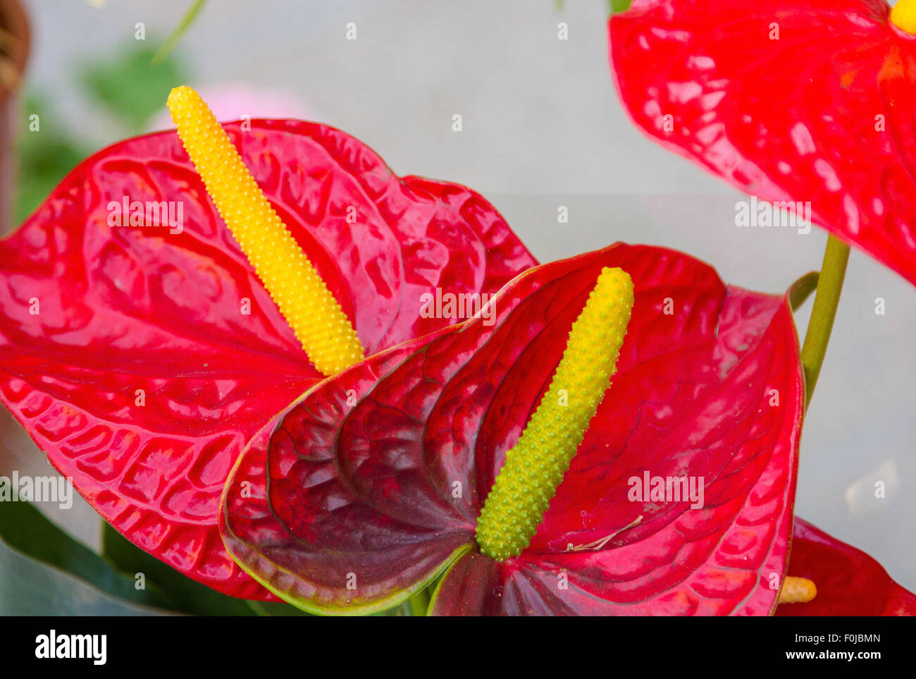 Anthurium andreanum hi-res stock photography and images - Alamy