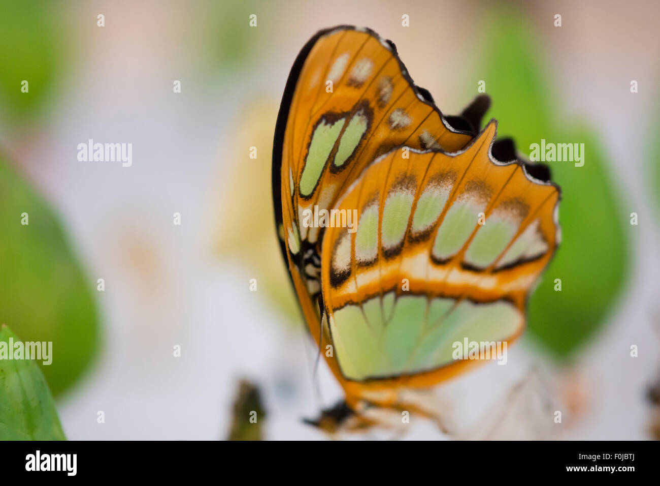 Clear wing hi-res stock photography and images - Alamy
