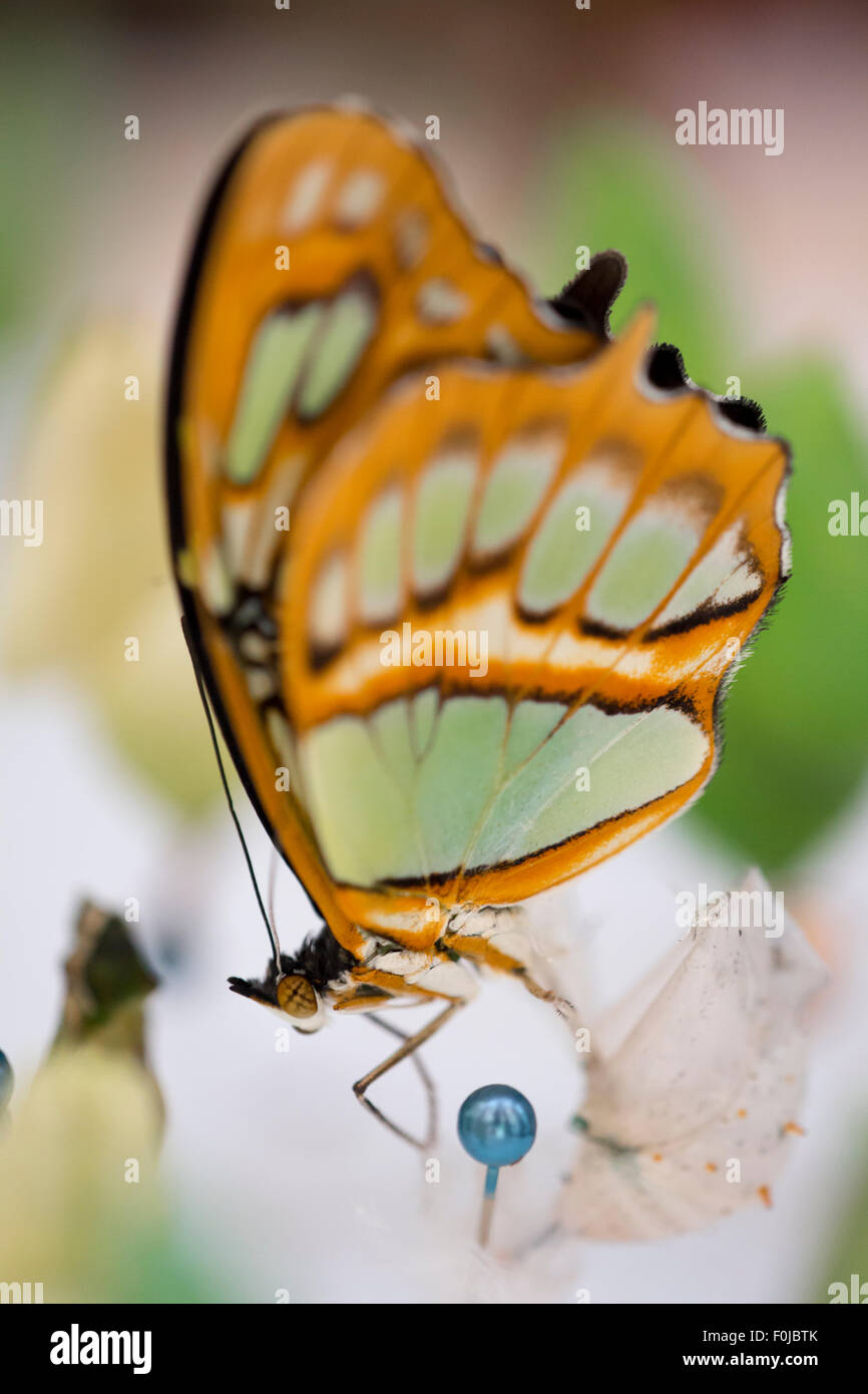 Clear wing hi-res stock photography and images - Alamy