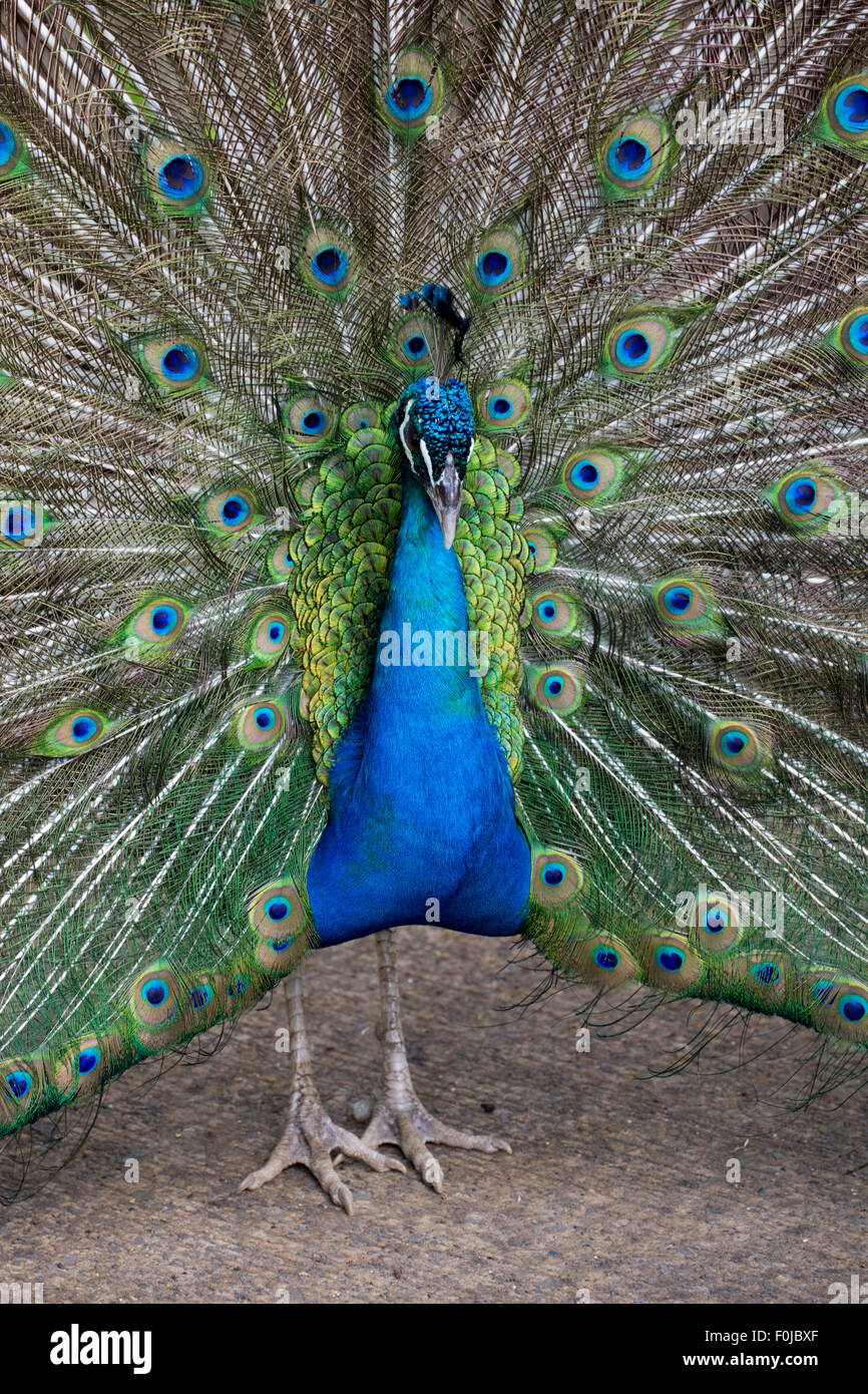Green and blue preening peacock with raised feathers, Monteverde Costa ...