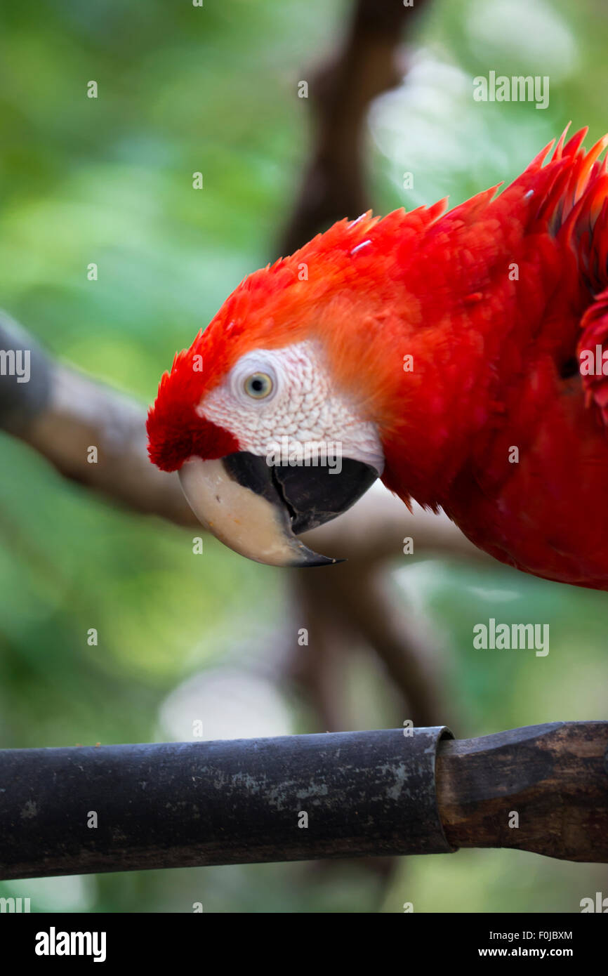 Wet macaw hi-res stock photography and images - Alamy
