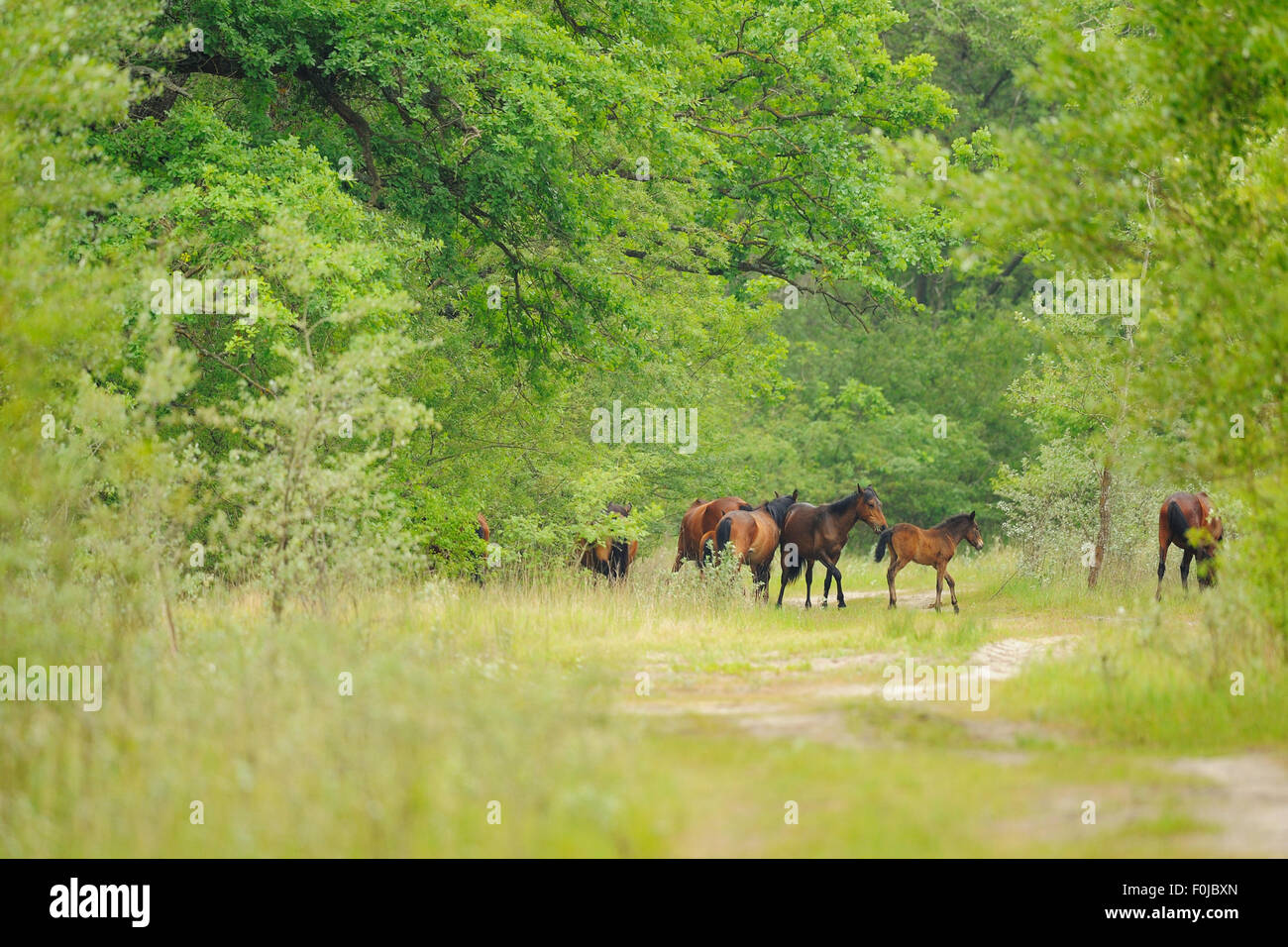 Wild horses from ancient race, Letea forest, Strictly protected nature ...