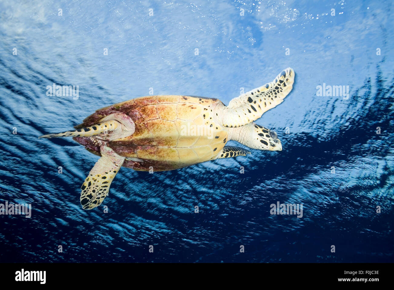 HAWKBILL SEA TURTLE SWIMMING FAST CLOSE TO SURFACE Stock Photo - Alamy