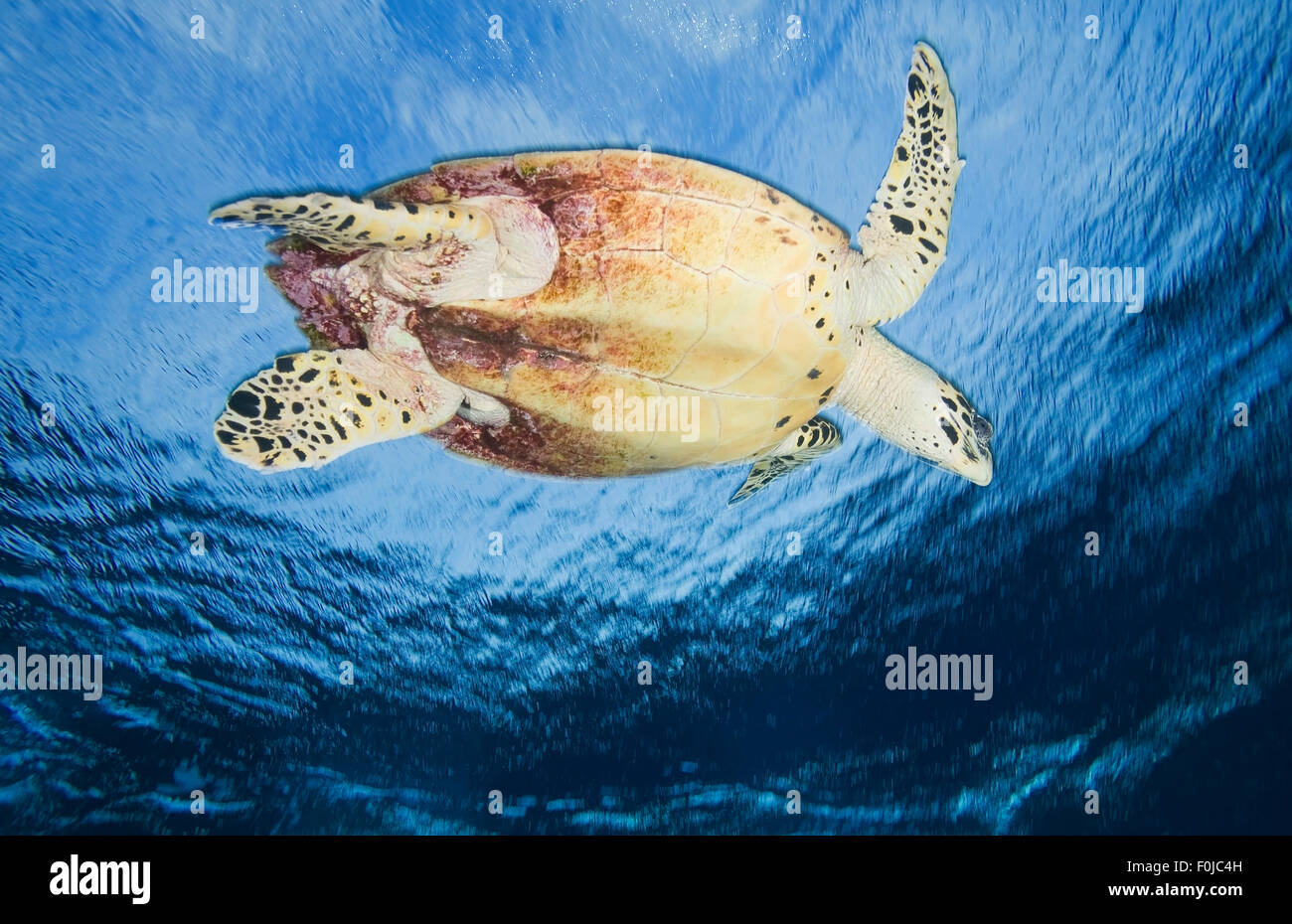 HAWKBILL SEA TURTLE SWIMMING FAST CLOSE TO SURFACE Stock Photo - Alamy