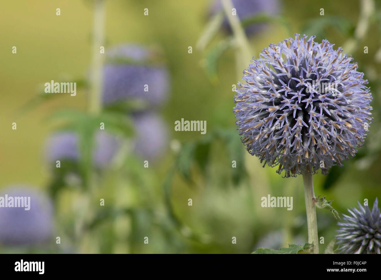 Blue ball thistle flower hi-res stock photography and images - Alamy