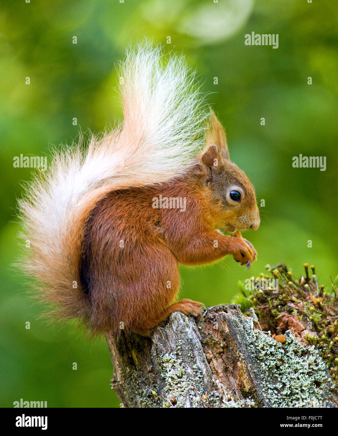 Red Squirrel Sciurus vulgaris Stock Photo - Alamy