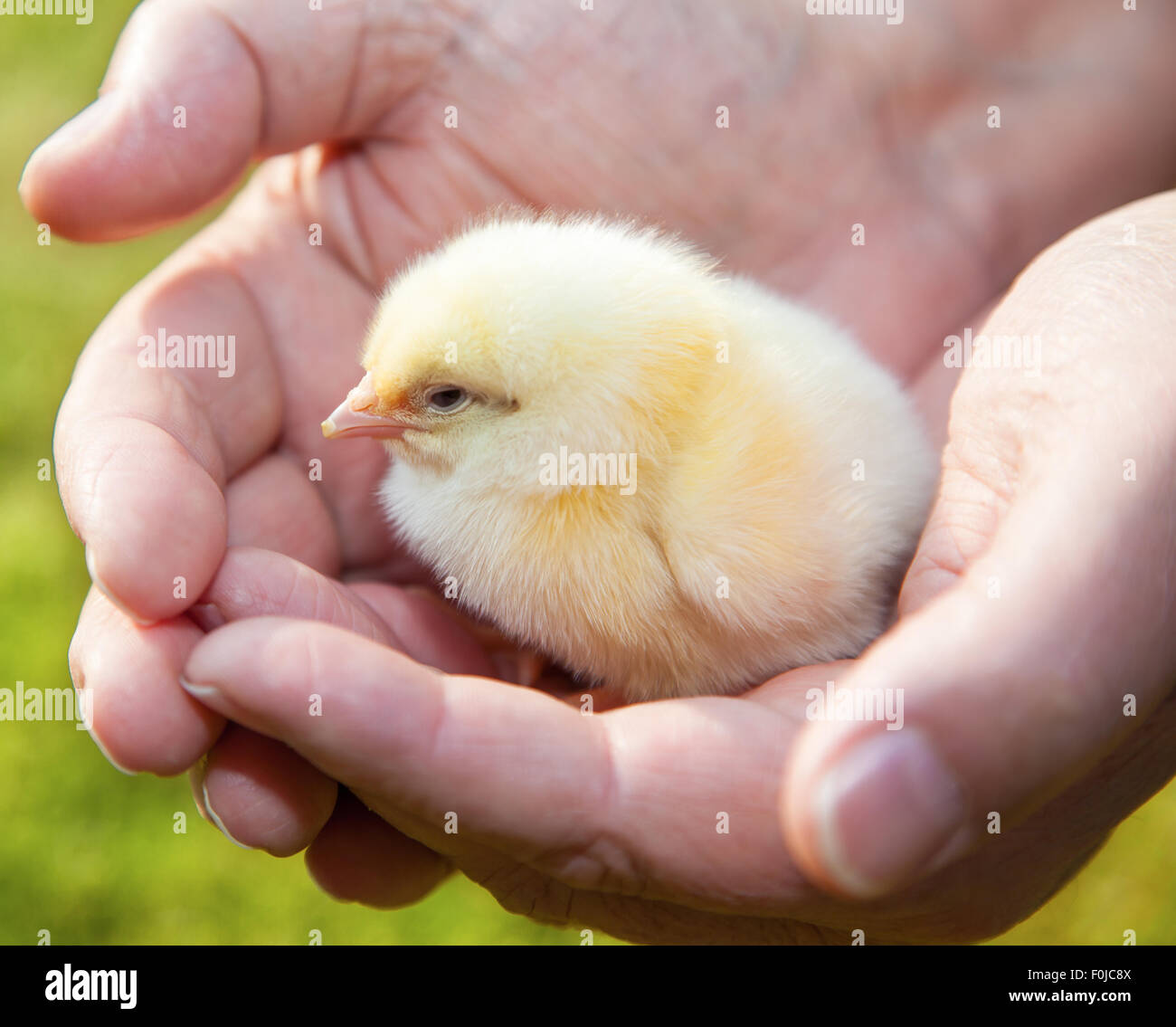Little chick in human hand Stock Photo - Alamy