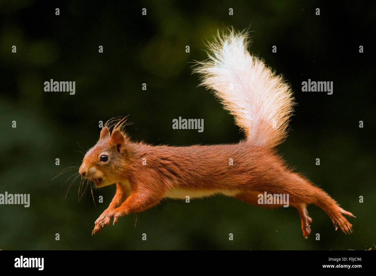 Red Squirrel Sciurus vulgaris jumping of a branch Stock Photo - Alamy