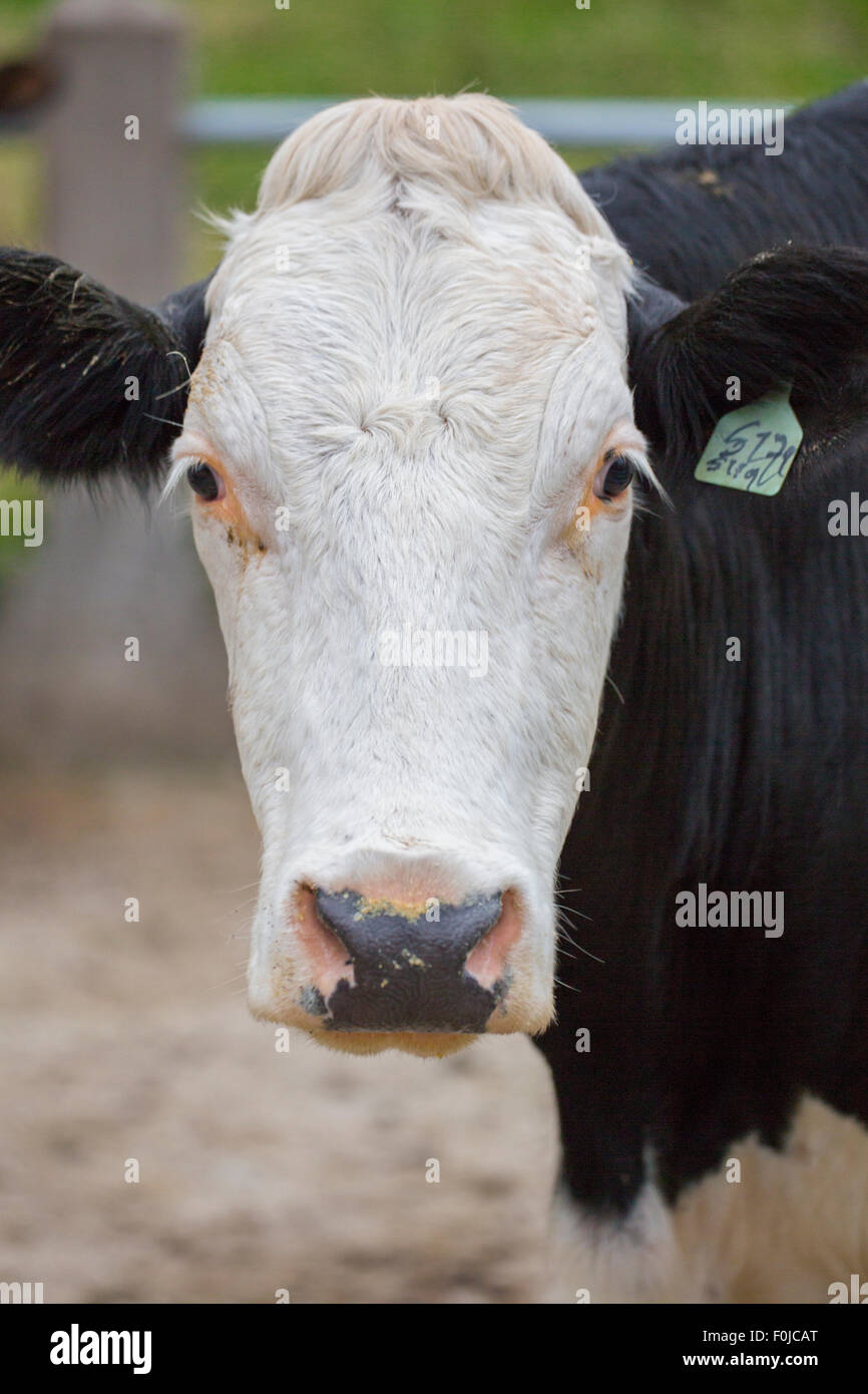 Costa rica cow hi-res stock photography and images - Alamy