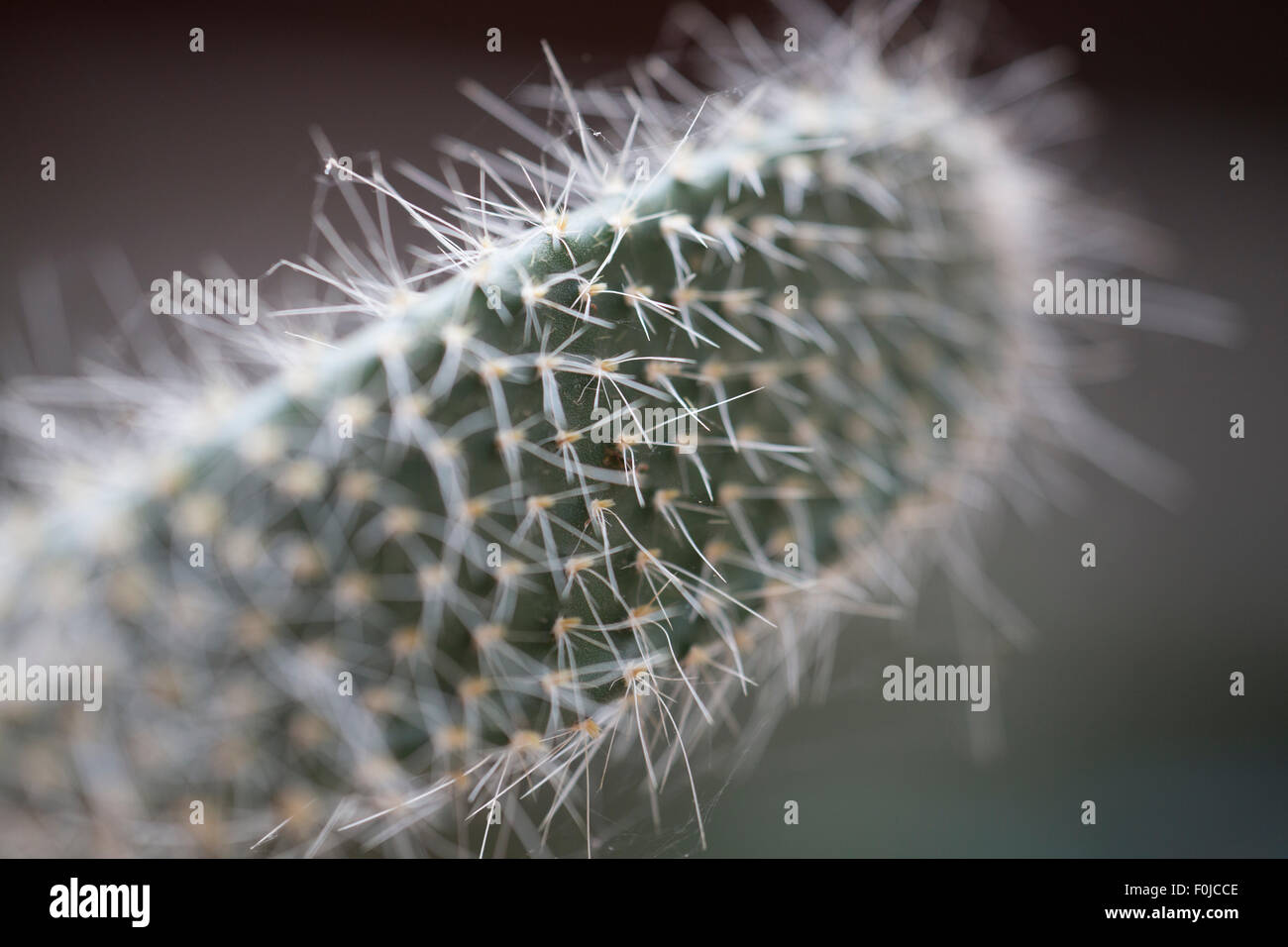 Close-up of cactus on a gray blurred background Stock Photo - Alamy