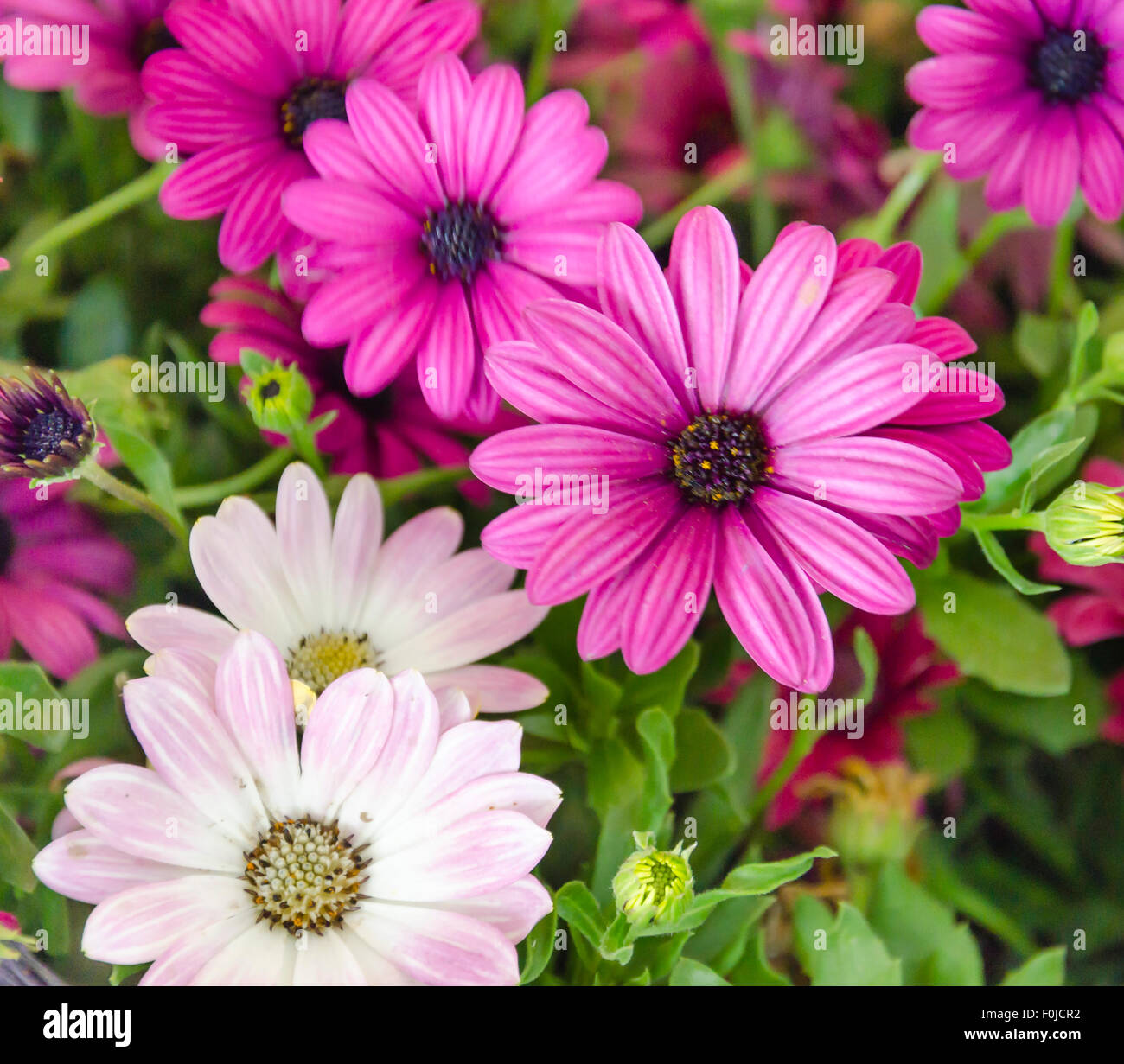 Marguerite Daisies Stock Photos & Marguerite Daisies Stock Images - Alamy
