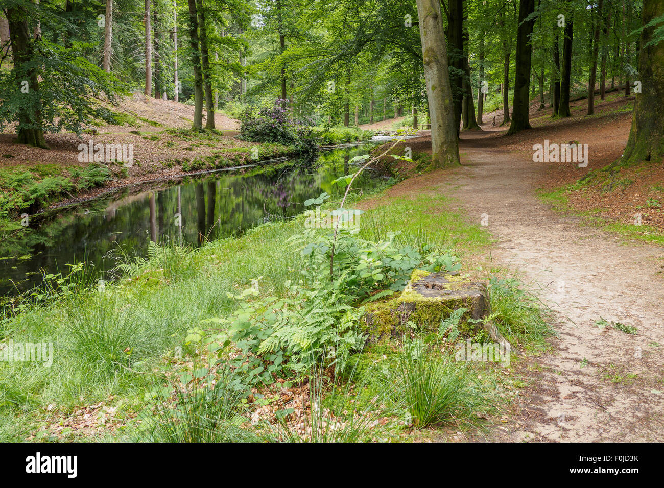 Water path in forest hi-res stock photography and images - Alamy