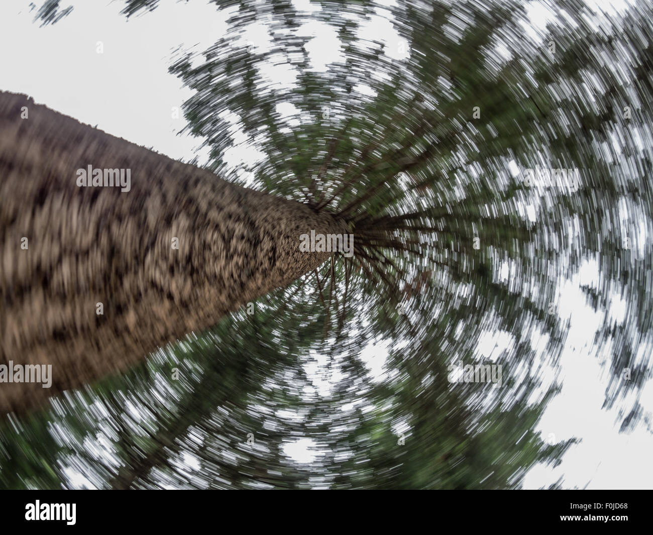 Rotation tree hi-res stock photography and images - Alamy