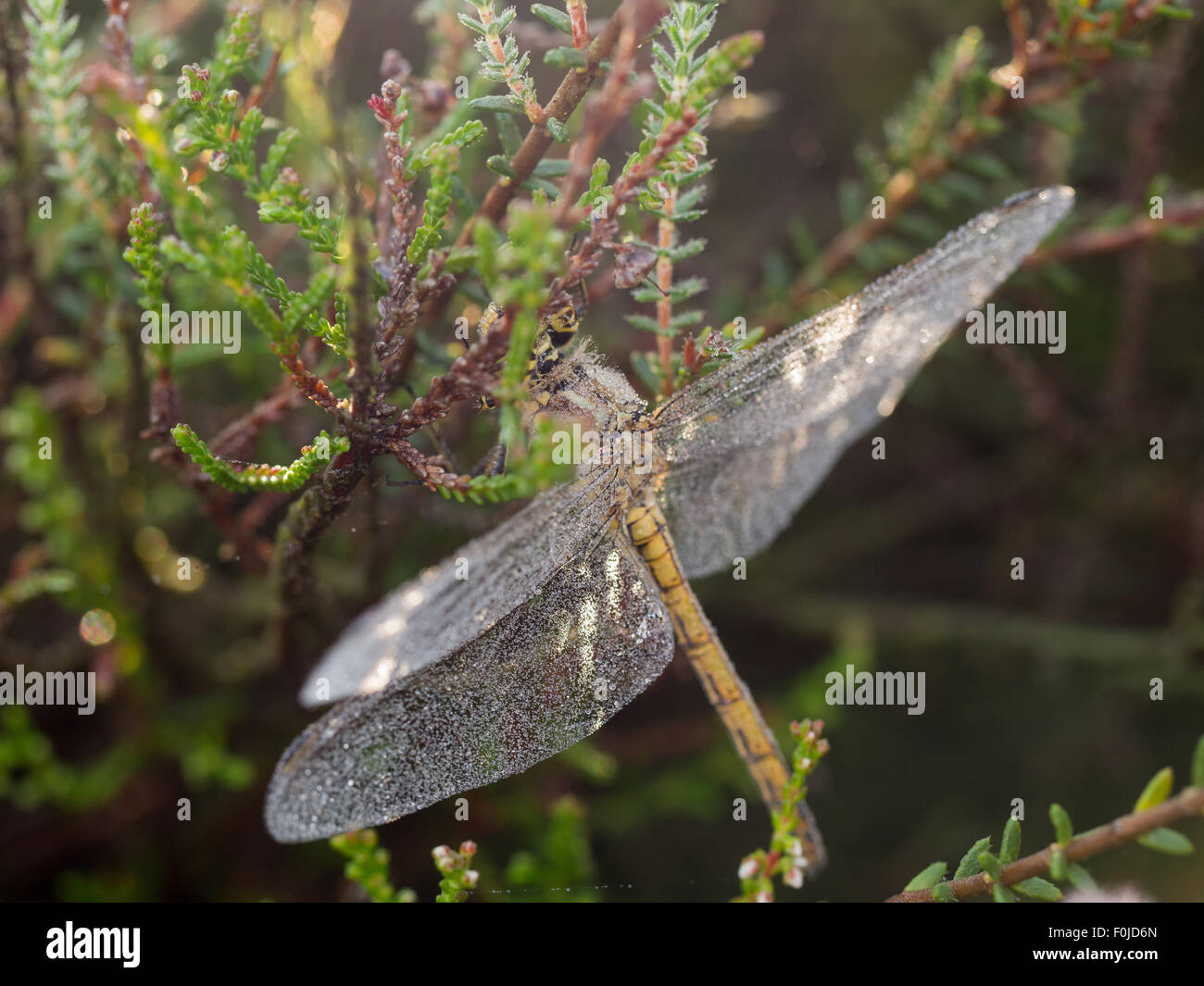 Early morning dragonfly with dew covered wings Stock Photo - Alamy