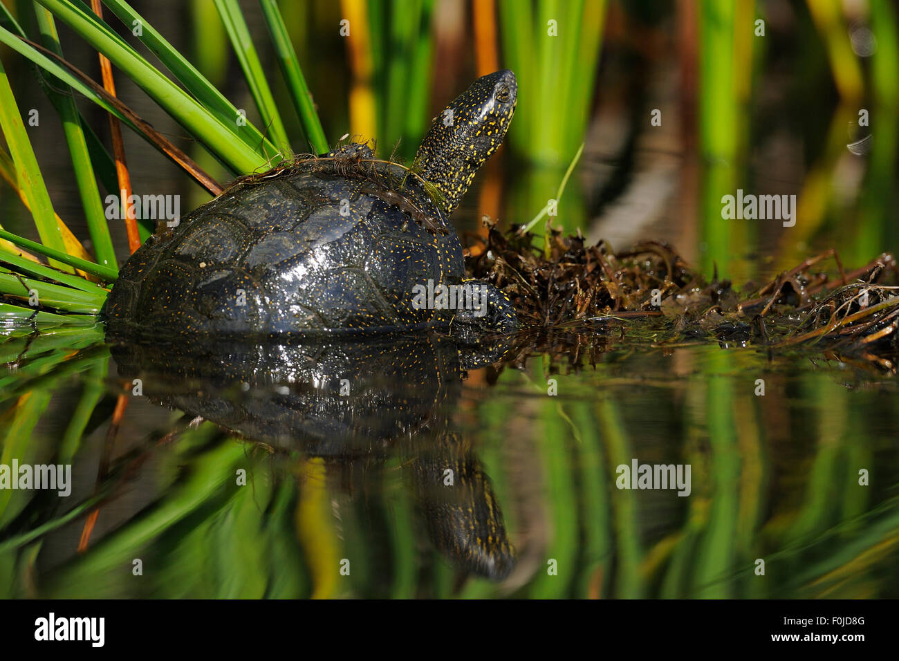 Aquatic reptiles hi-res stock photography and images - Alamy