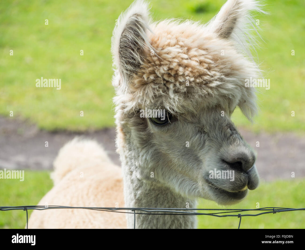 White alpaca hi-res stock photography and images - Alamy