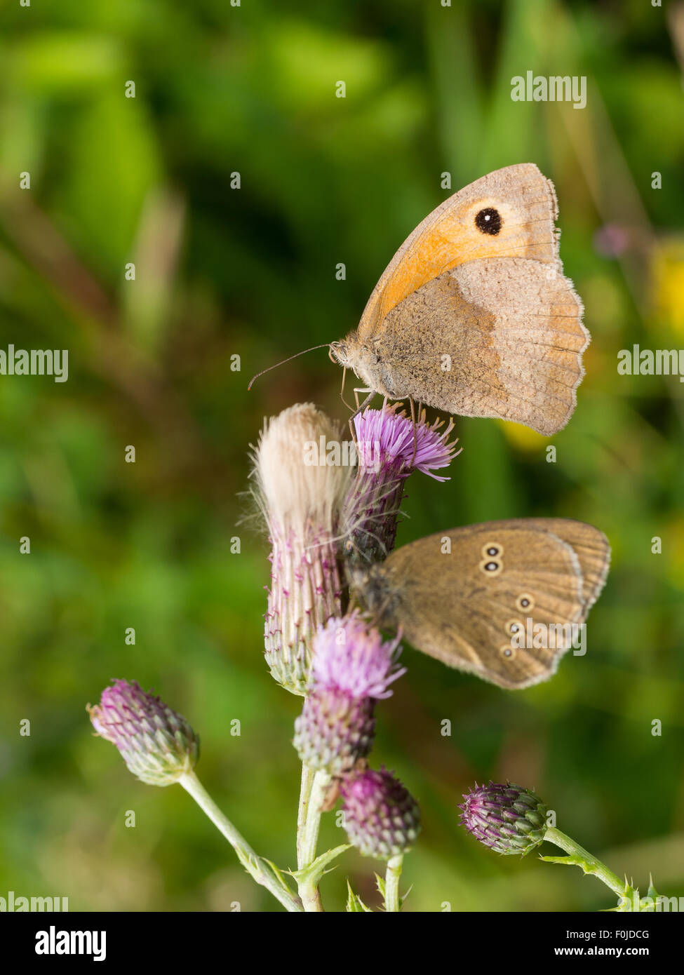 Pair of brown spotted butterflies resting on wild pink thistle Stock ...