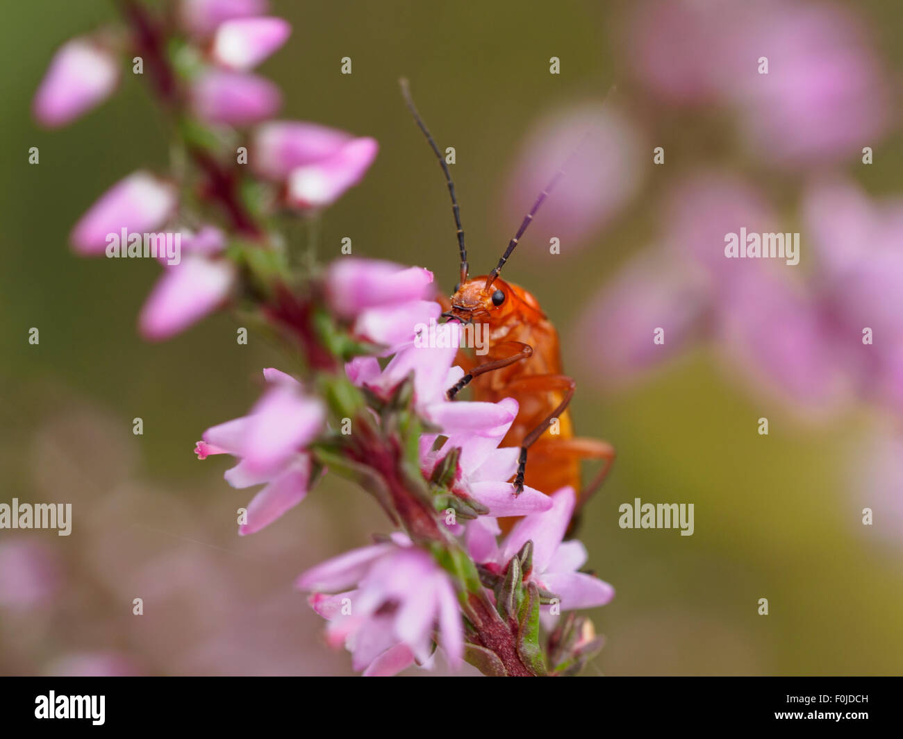 Extreme closeup of a tiny bright orange insect on heather Stock Photo ...