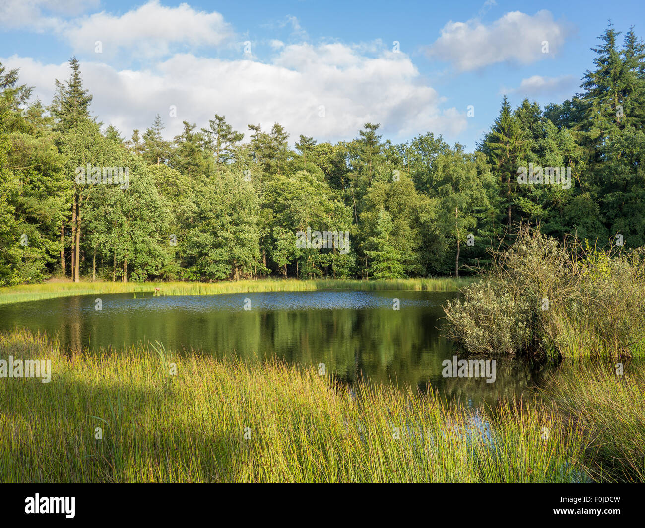 Peaceful small lake in the middle of a dutch forest by evening sunlight ...