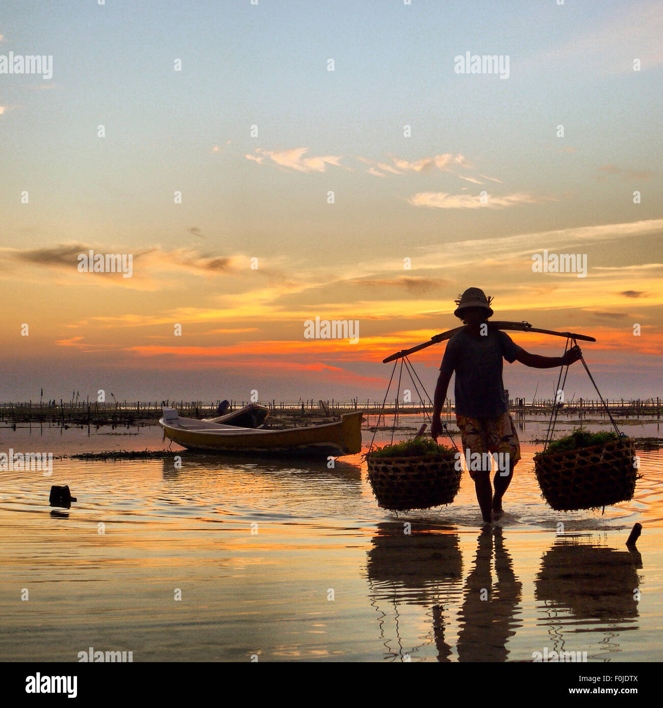 Man seaweed farming at sunset in Nusa Lembongan, Indonesia Stock Photo ...