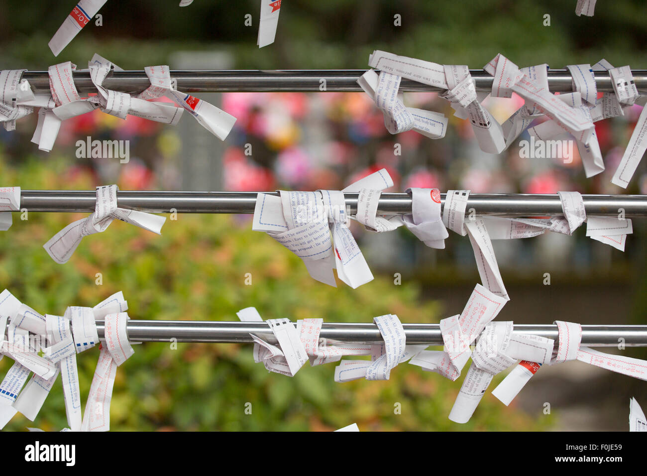 Dozens of omikuji, or Japanese fortune paper, are wrapped on string at ...