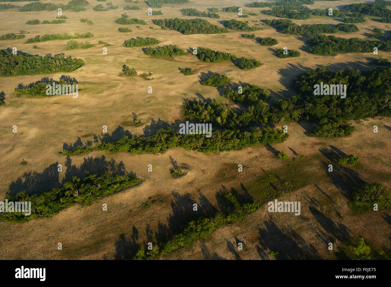 Aerial view over Letea forest, within the Danube delta rewilding area ...
