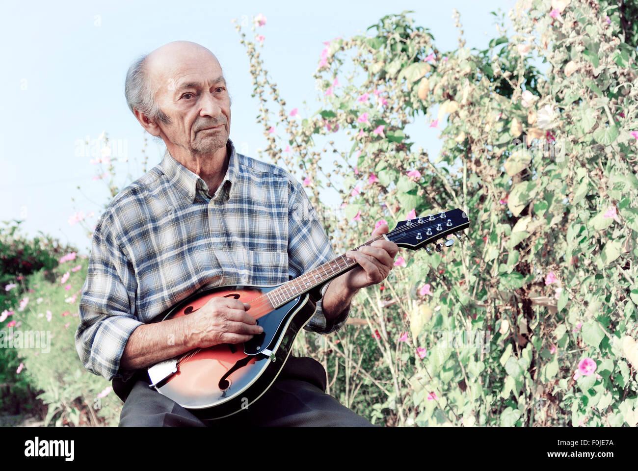 Senior man playing mandolin outside on the green background Stock Photo ...